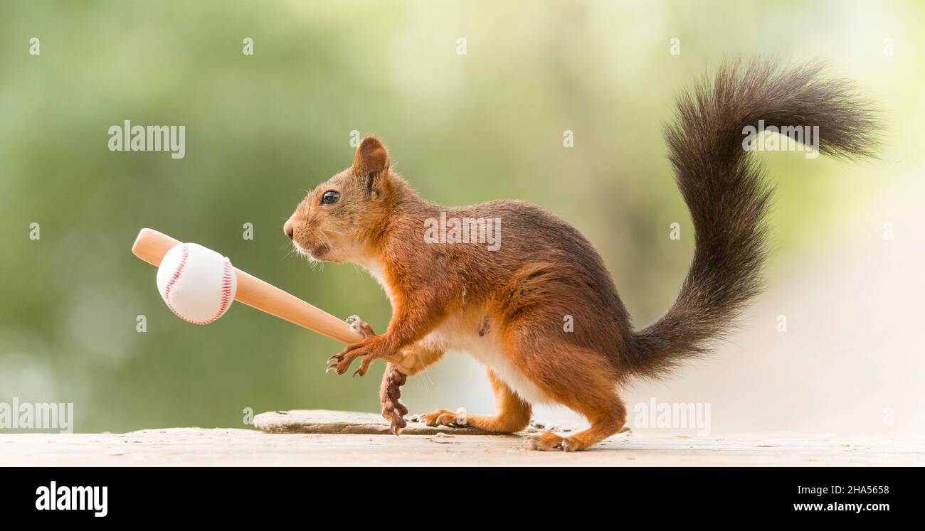 red squirrel holding bat with a ball Stock Photo - Alamy