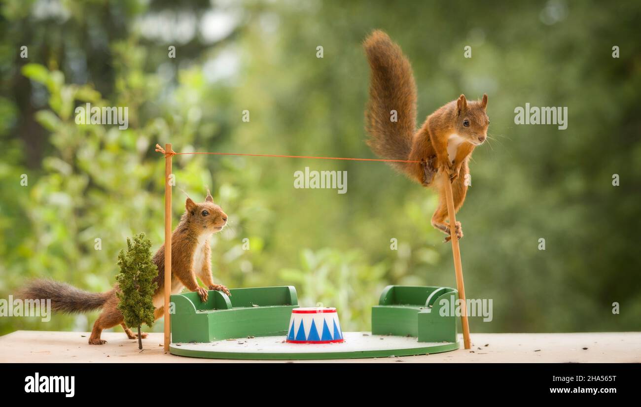 Red squirrels with an rope in an circus hi-res stock photography and ...