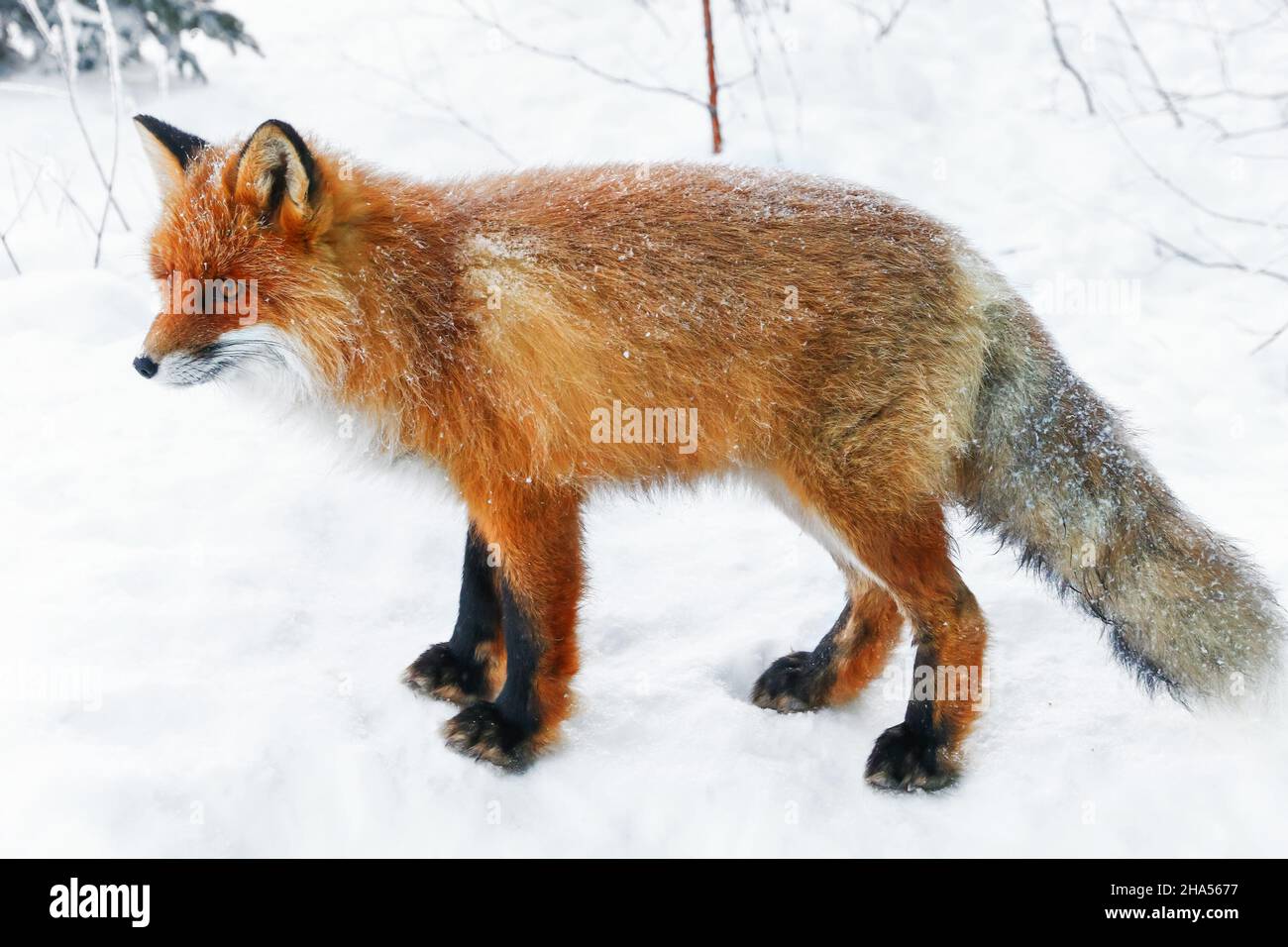 Russian red fox hi-res stock photography and images - Alamy