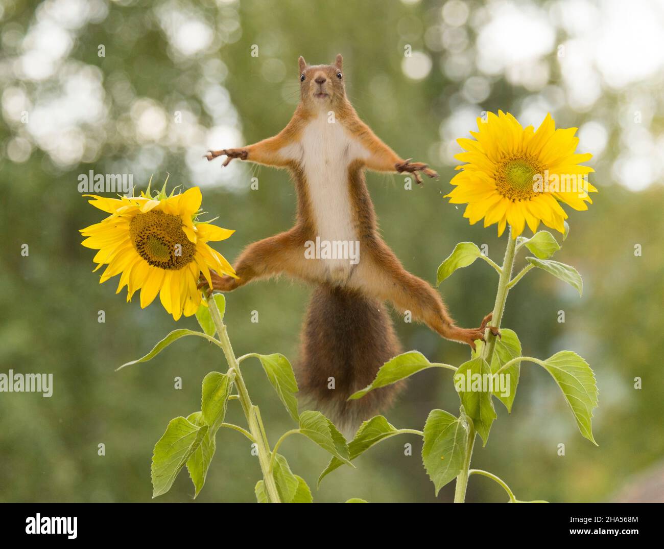 red squirrel is stretching between sunflowers Stock Photo - Alamy