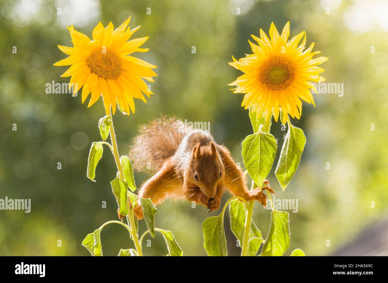 red squirrel is looking down between sunflowers Stock Photo - Alamy
