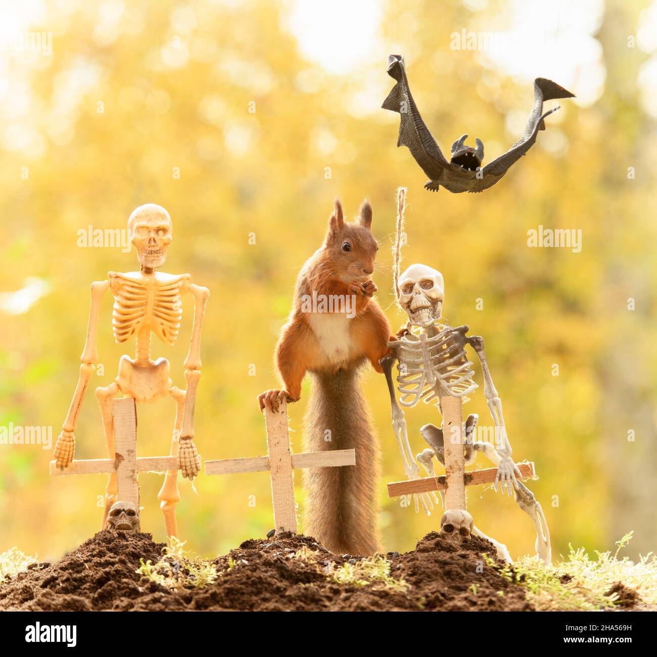 Skeleton Cross High Resolution Stock Photography and Images - Alamy