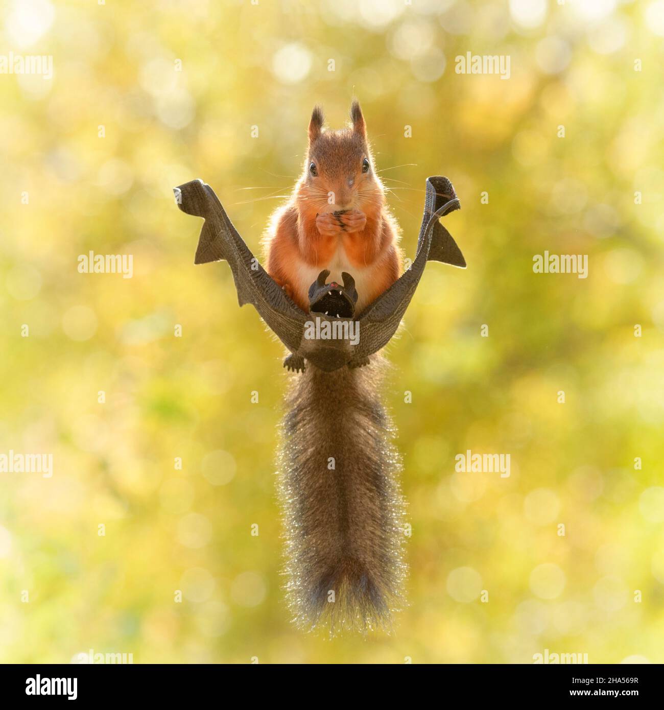 Flying with a hi-res stock photography and images - Alamy