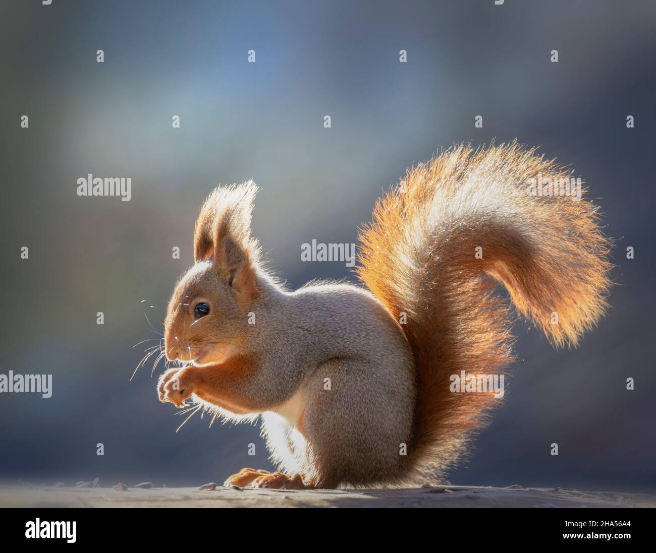 red squirrel is standing with backlight sun Stock Photo - Alamy