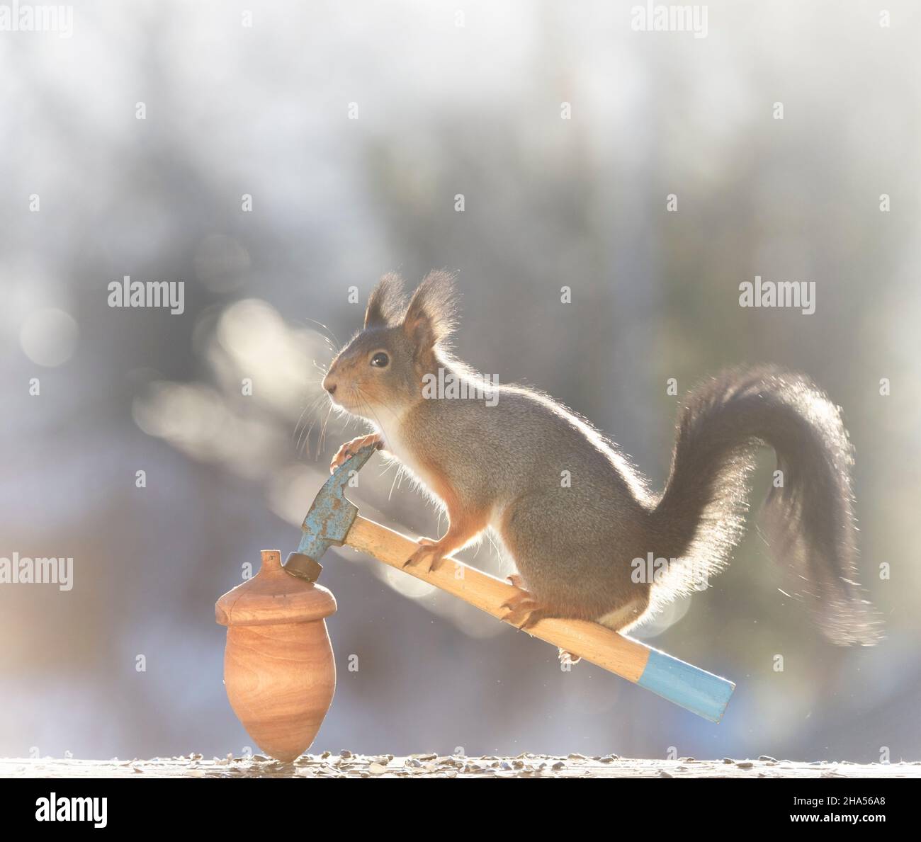 Red squirrel is holding a nutcracker hi-res stock photography and ...