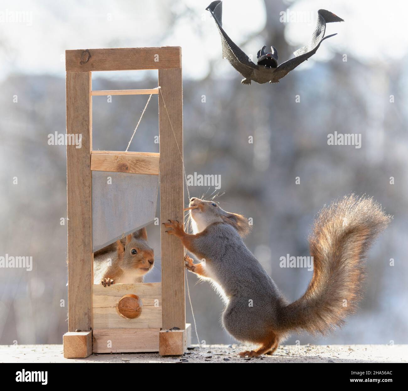 Bat rodent hi-res stock photography and images - Alamy