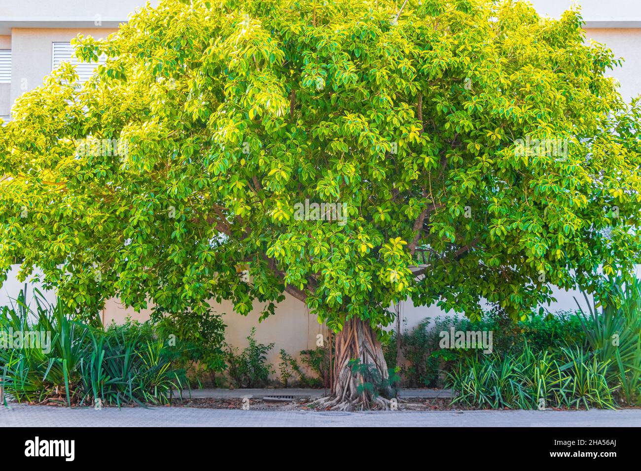 Big huge tropical tree in natural pedestrian walkways of Playa del ...