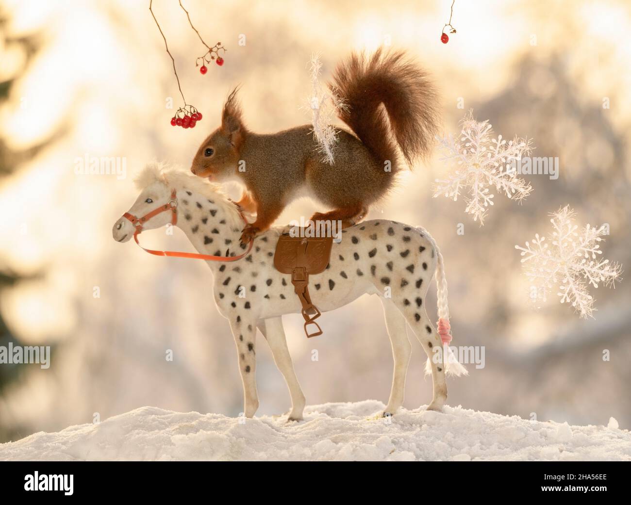 red squirrel is riding on a horse in snow Stock Photo - Alamy