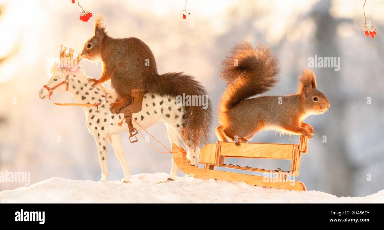red squirrels are standing on a horse and sleight Stock Photo - Alamy