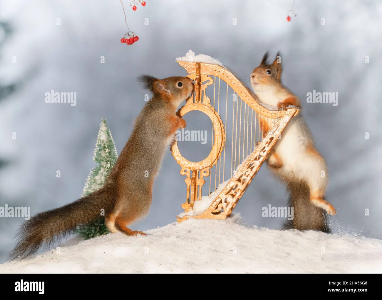 red squirrels are standing on a harp in snow Stock Photo - Alamy