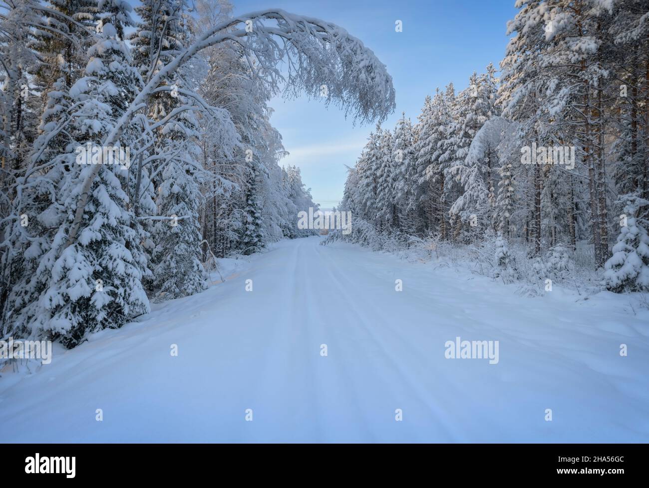 Bowing tree hi-res stock photography and images - Alamy