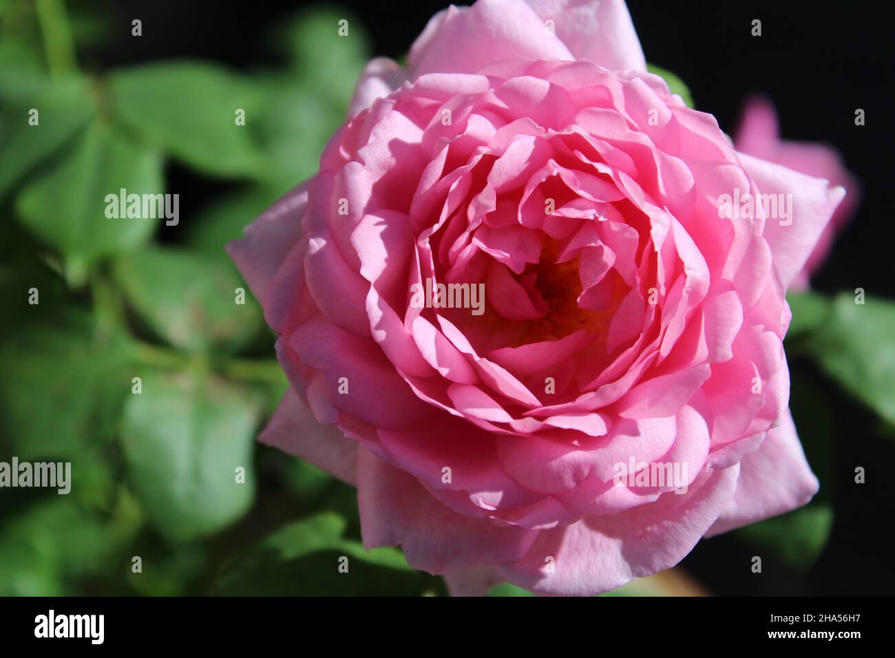 Scotch rose hi-res stock photography and images - Alamy