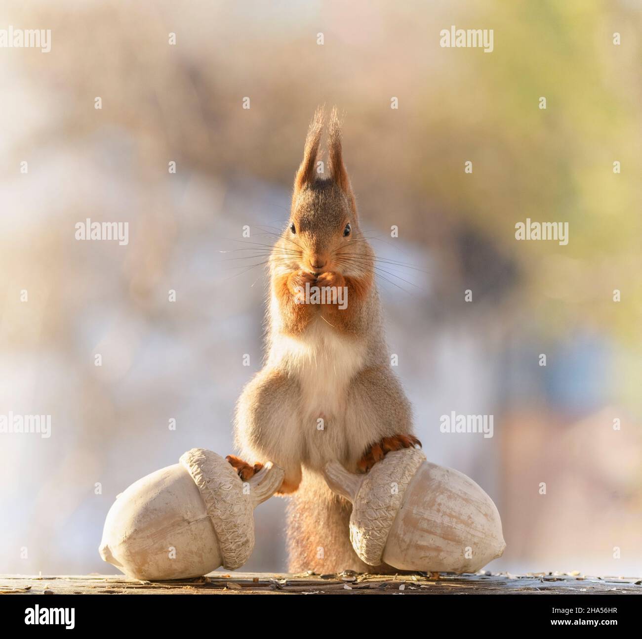 red squirrel is standing in split on acorns Stock Photo - Alamy