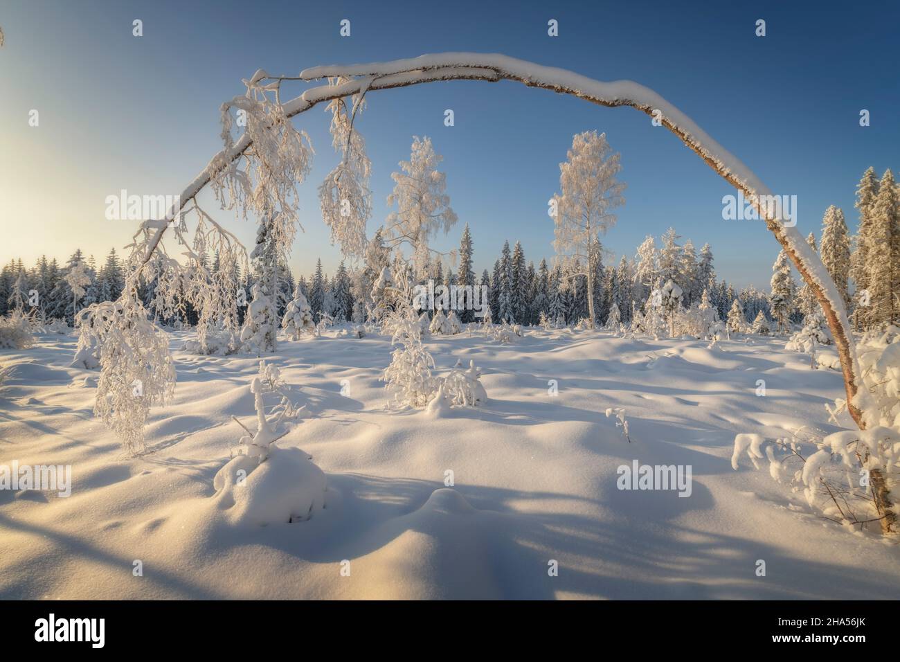 Mountain tree sweden hi-res stock photography and images - Alamy