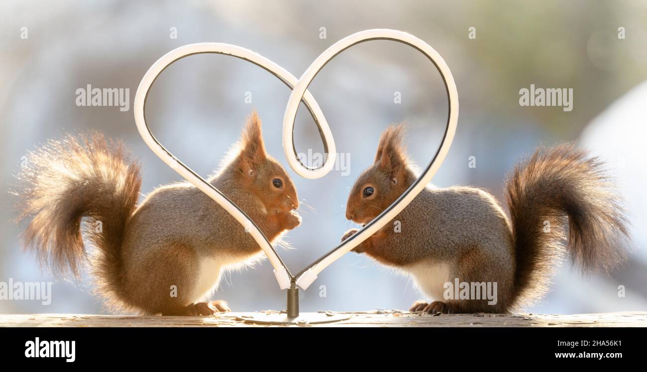 red squirrels are standing behind a heart shape lamp Stock Photo - Alamy