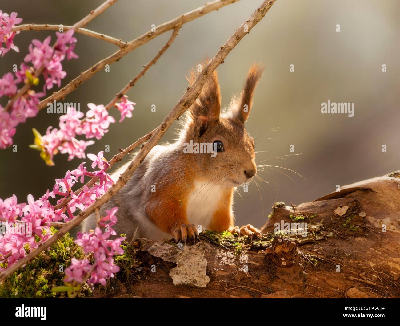 Daphne tree hi-res stock photography and images - Alamy
