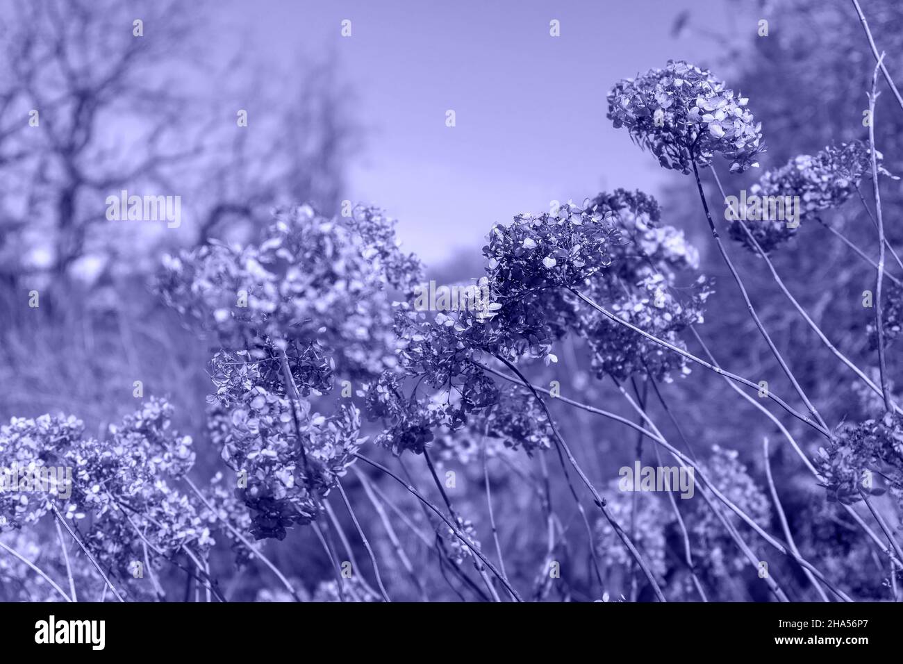 Dried flowers in a city park in early spring Stock Photo - Alamy