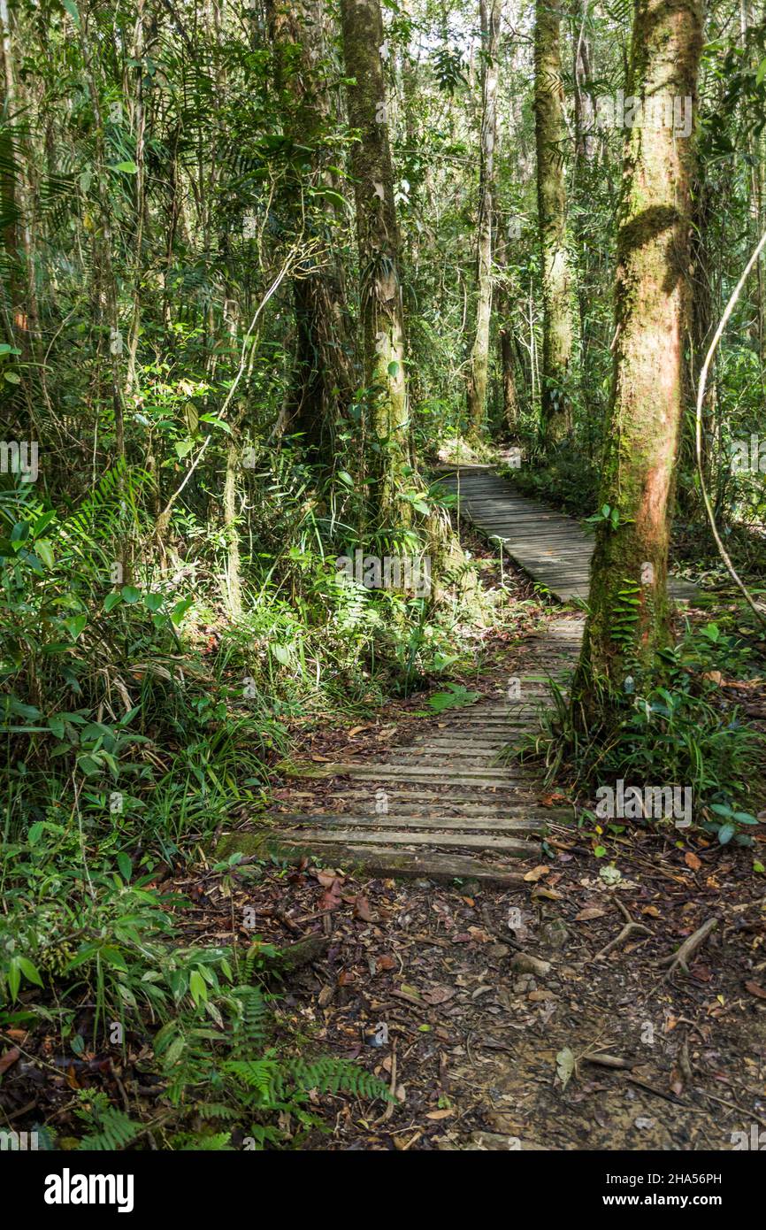 Hiking trail in a forest of Kinabalu Park, Sabah, Malaysia Stock Photo ...