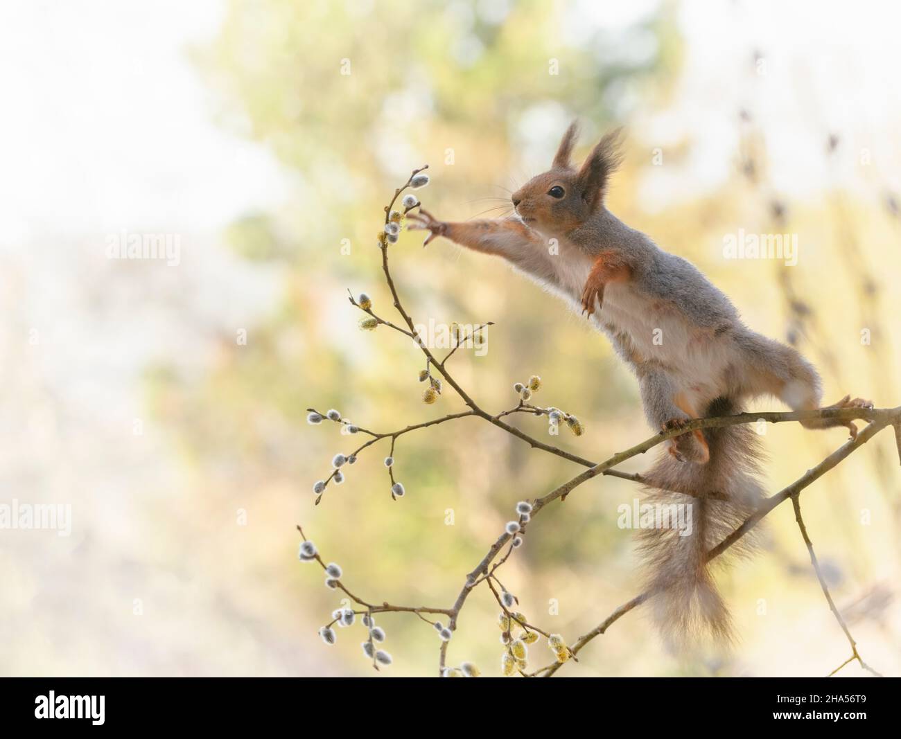 red squirrel is reaching from flower willow branches Stock Photo - Alamy