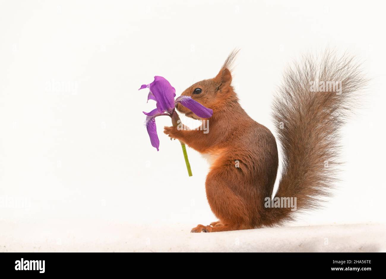 red squirrel is holding an purple iris flower Stock Photo - Alamy