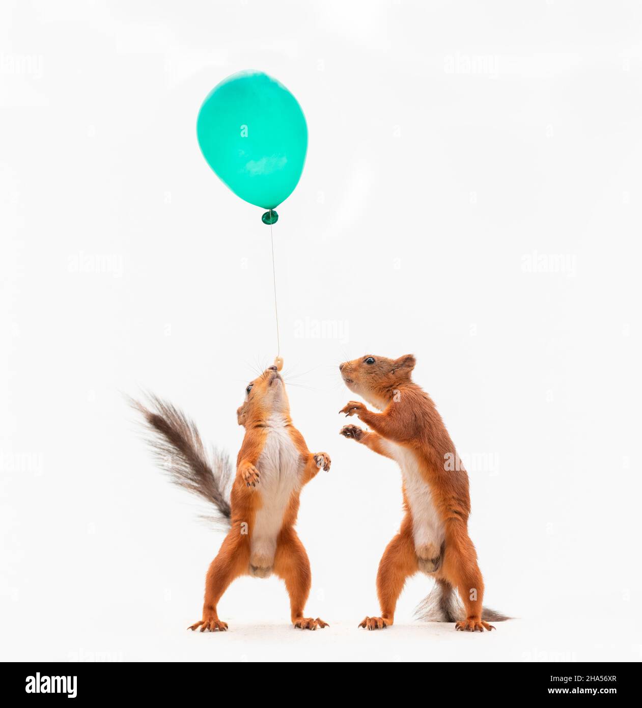 Birthday balloon green Cut Out Stock Images & Pictures - Alamy