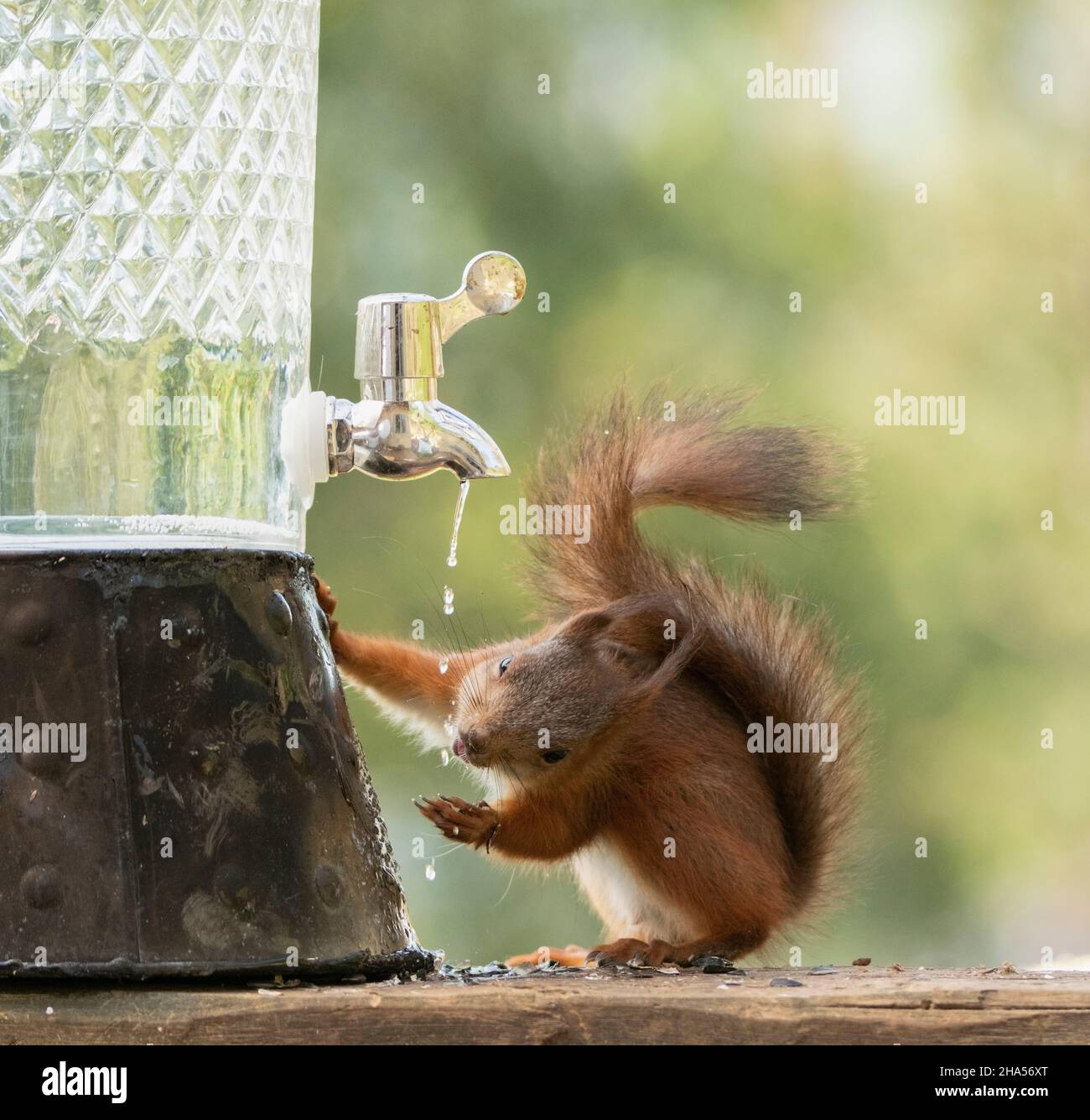 Young red squirrel is drinking water from a water tap hi-res stock ...