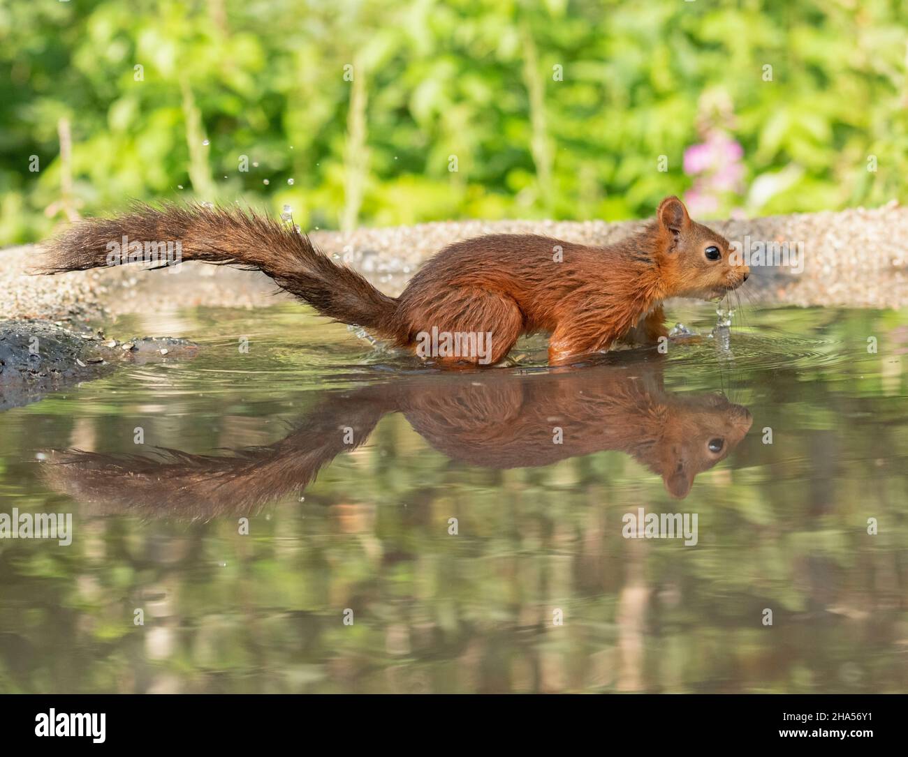 Walking squirrel hi-res stock photography and images - Alamy