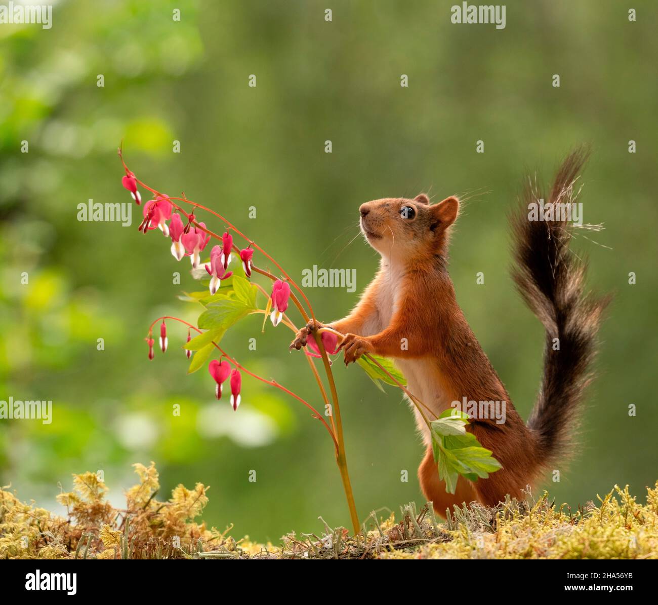 red squirrels is holding a bleeding heart flower Stock Photo - Alamy