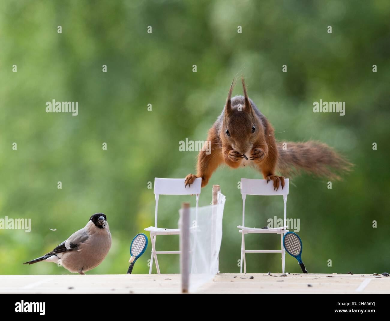 red squirrel and female bullfinch are standing with a tennis court ...