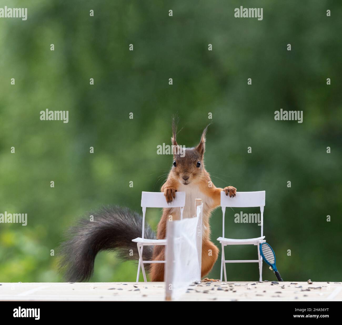 red squirrel is standing with a tennis court Stock Photo - Alamy