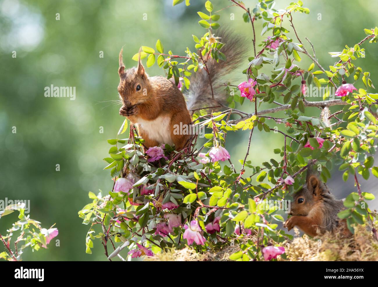 red squirrels standing between rose flower branches Stock Photo - Alamy