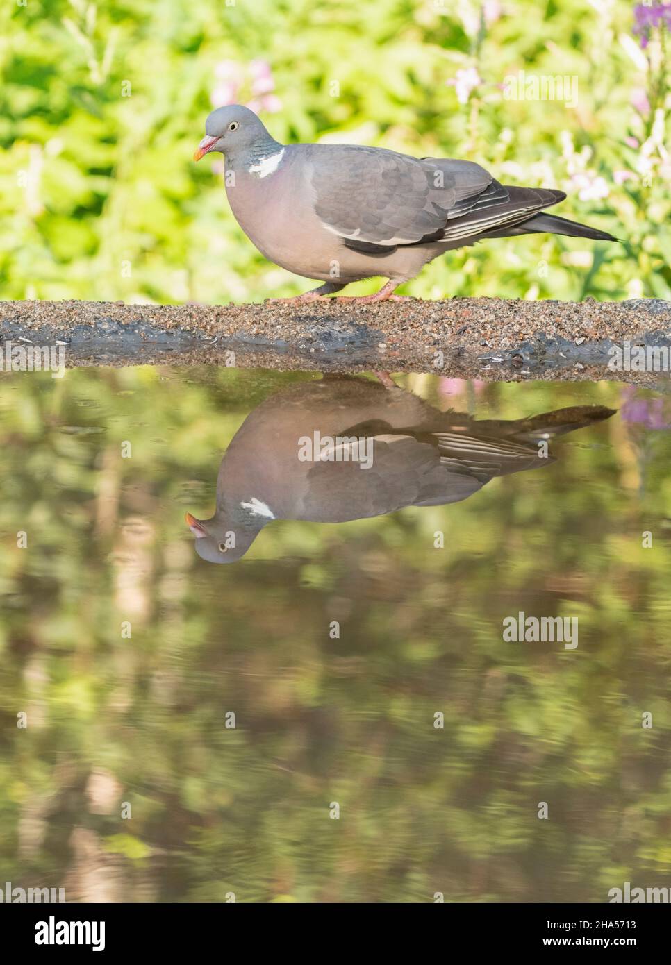 Water pigeon hi-res stock photography and images - Alamy