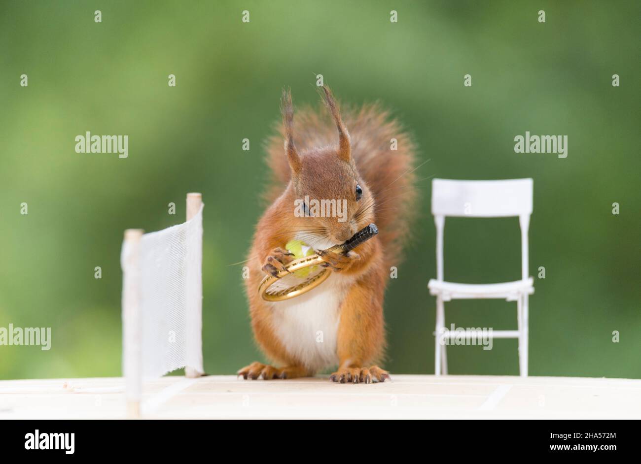 Red squirrel is holding an tennis racket hi-res stock photography and ...