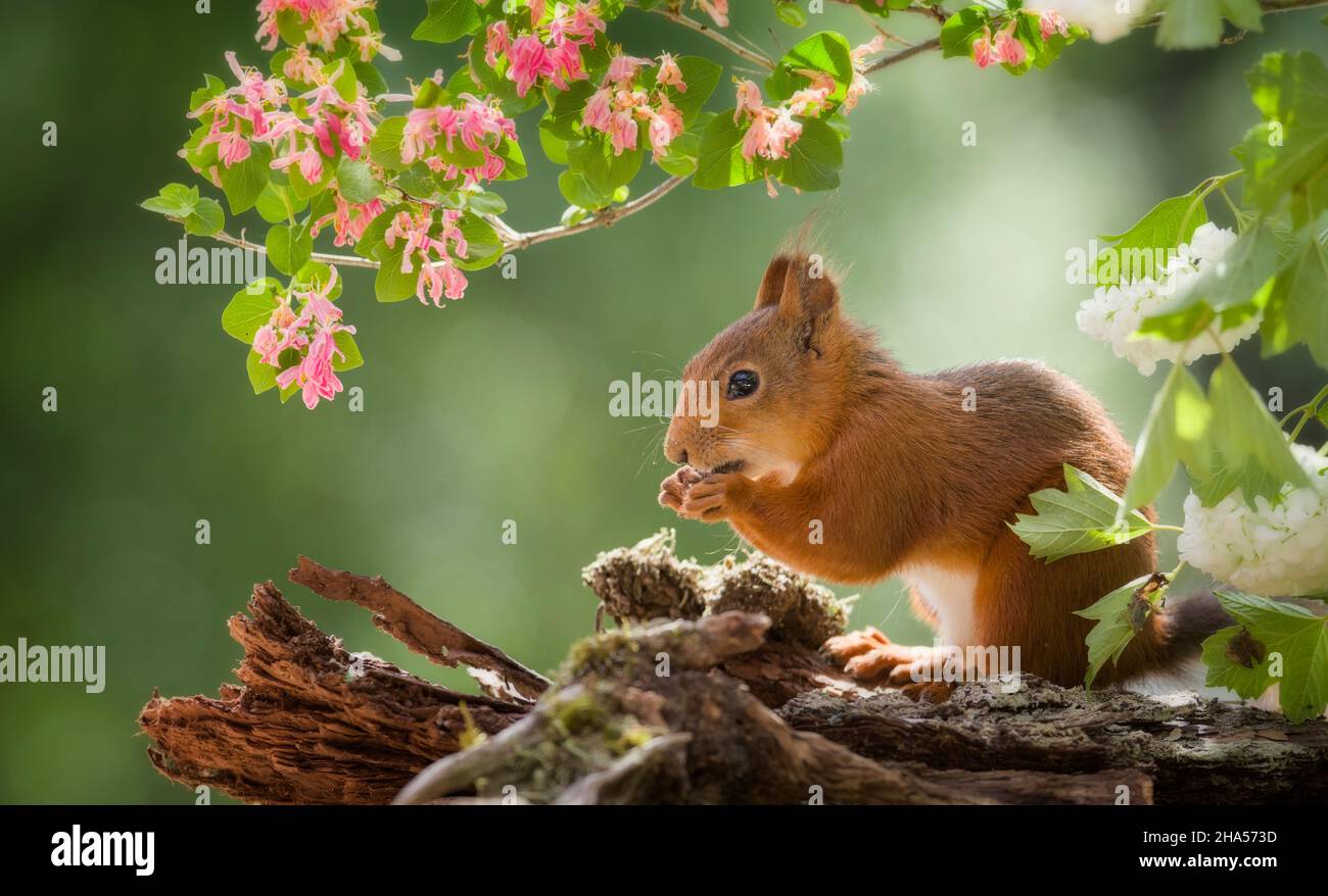 Red bush squirrel hi-res stock photography and images - Alamy