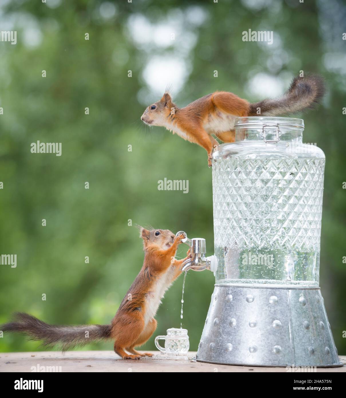 Wet red squirrel is drinking water from an bucket hi-res stock ...