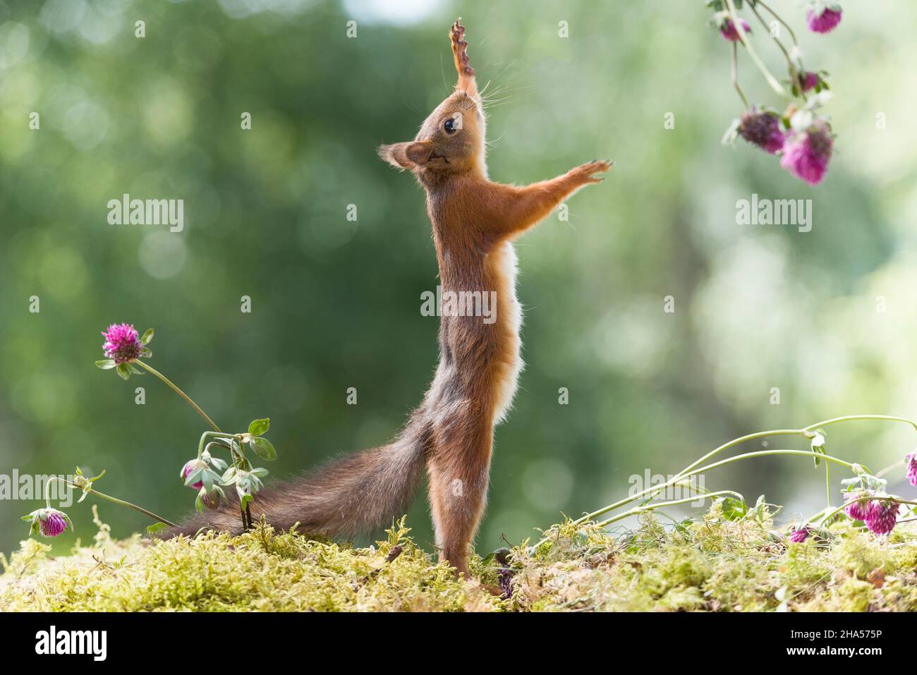 Red squirrel with clover flowers hi-res stock photography and images ...