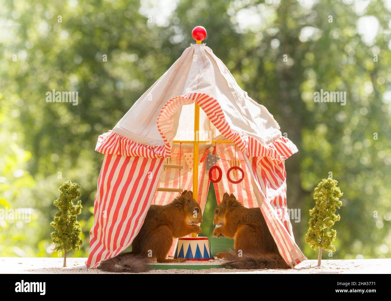 Red squirrels with an rope in an circus hi-res stock photography and ...
