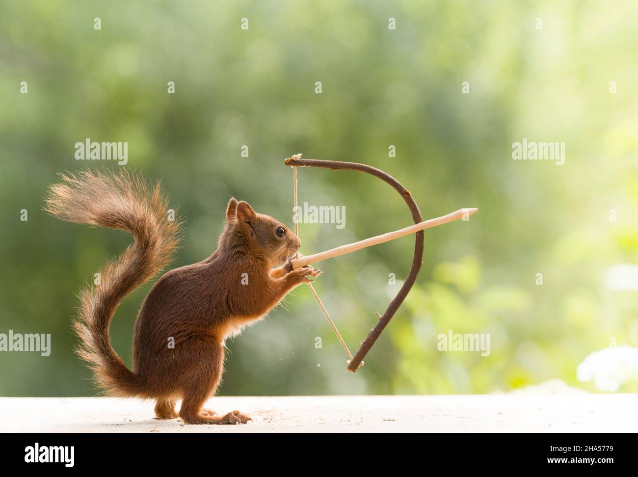 Red squirrel with an bow and arrow hi-res stock photography and images ...