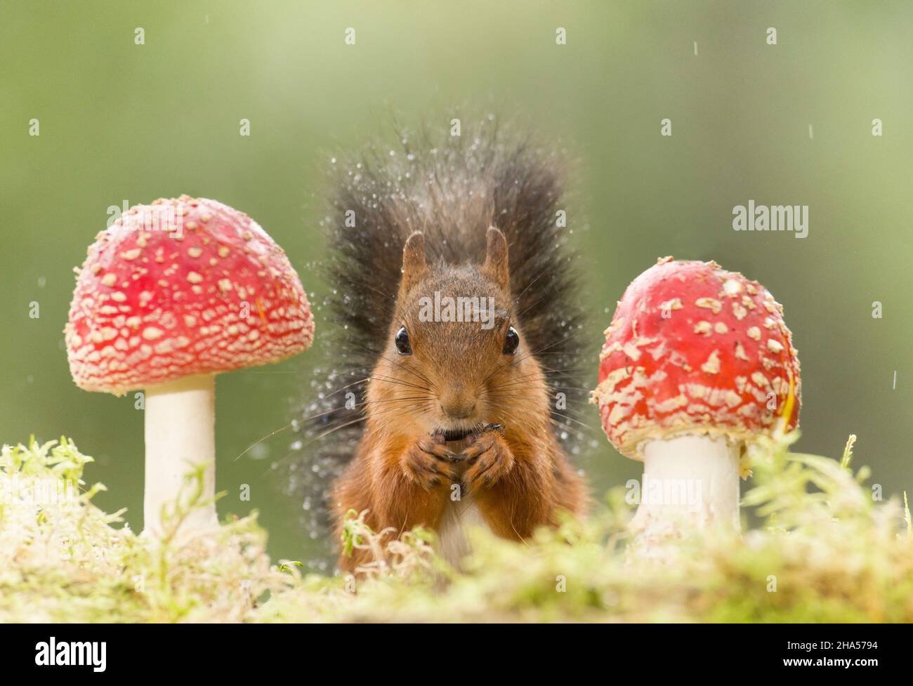 red squirrel is standing between toadstool Stock Photo - Alamy