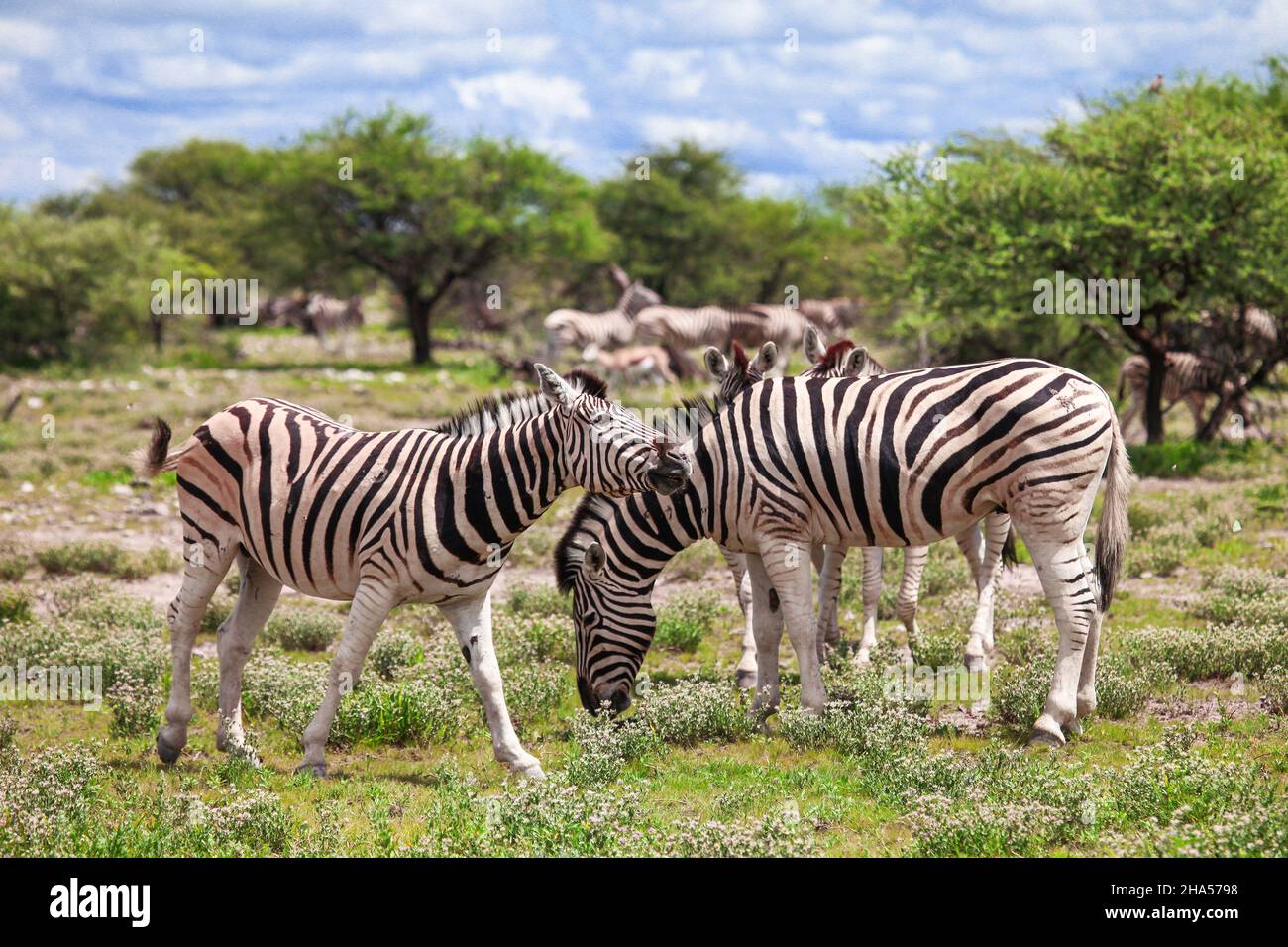 Wild zebras in an African savanna Stock Photo - Alamy