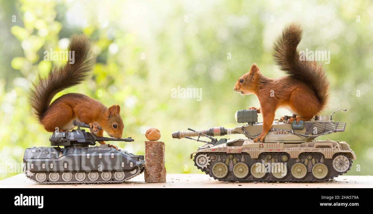 red squirrels with a tank and a walnut Stock Photo - Alamy