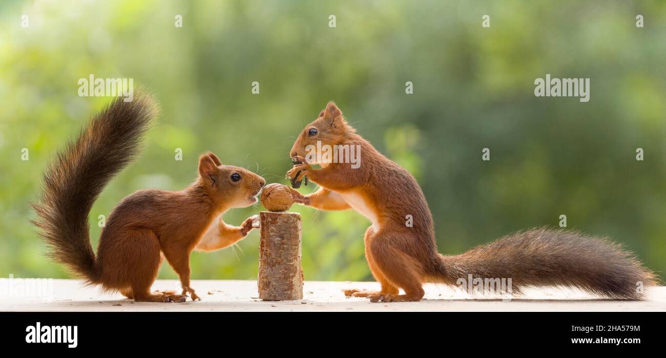 red squirrels with an hand grenade and a walnut Stock Photo - Alamy