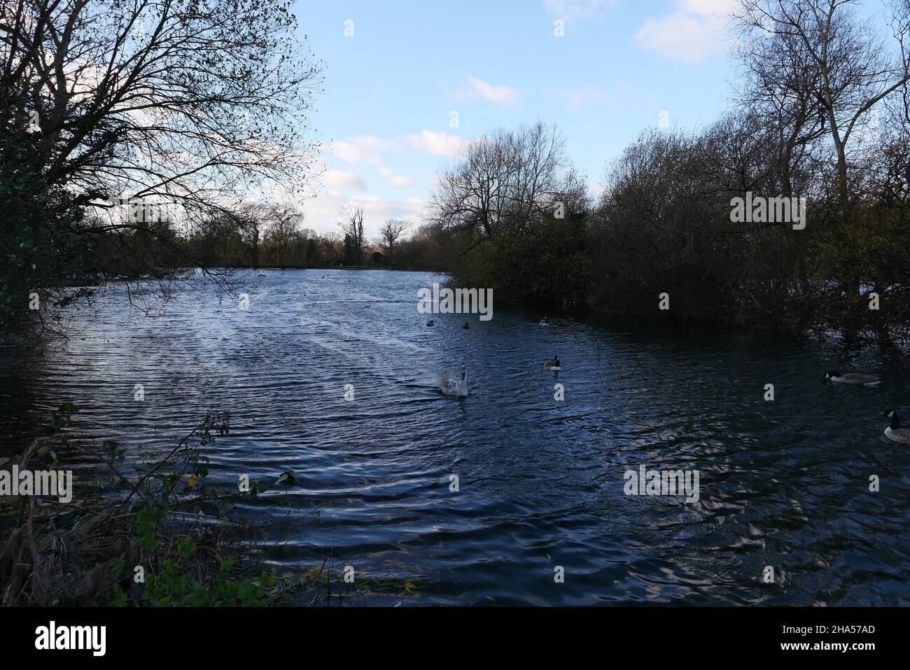 An attractive lake, with the rivers Colne and Frays running alongside ...