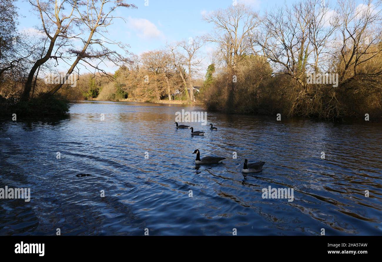 An attractive lake, with the rivers Colne and Frays running alongside ...