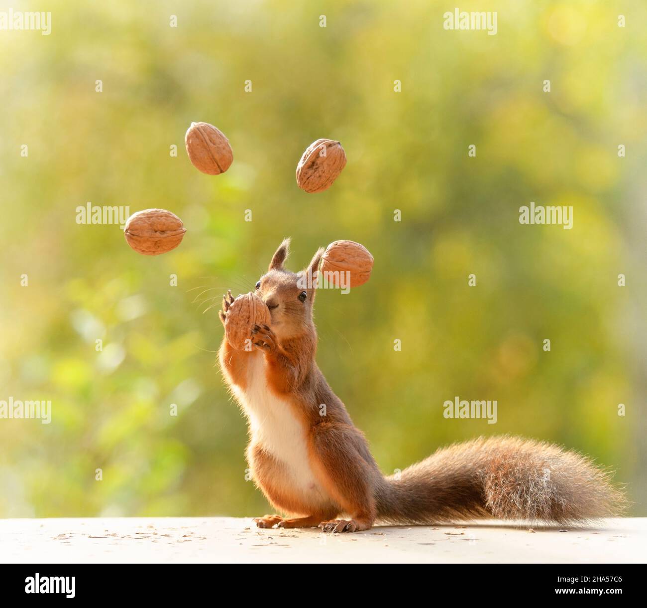 red squirrel is juggling with walnuts in the air Stock Photo - Alamy