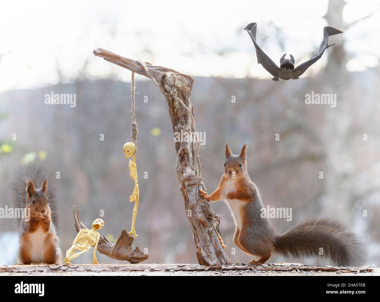 red squirrels are standing with skeleton and gallows Stock Photo - Alamy
