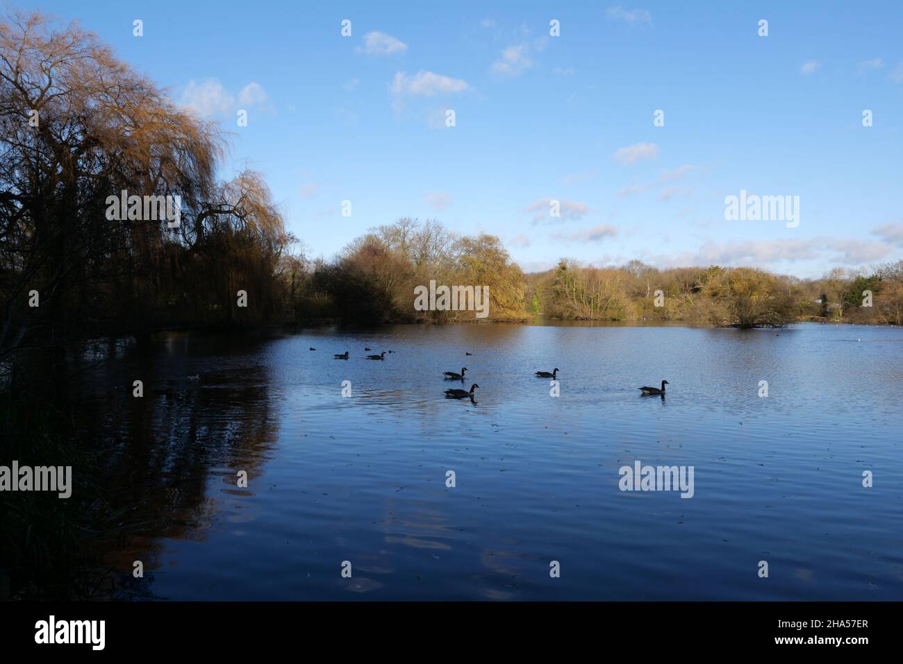 An attractive lake, with the rivers Colne and Frays running alongside ...