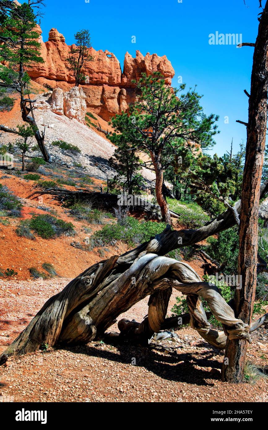 Twisted Pine Tree on the Navajo Loop Trail, Bryce Canyon National Park ...