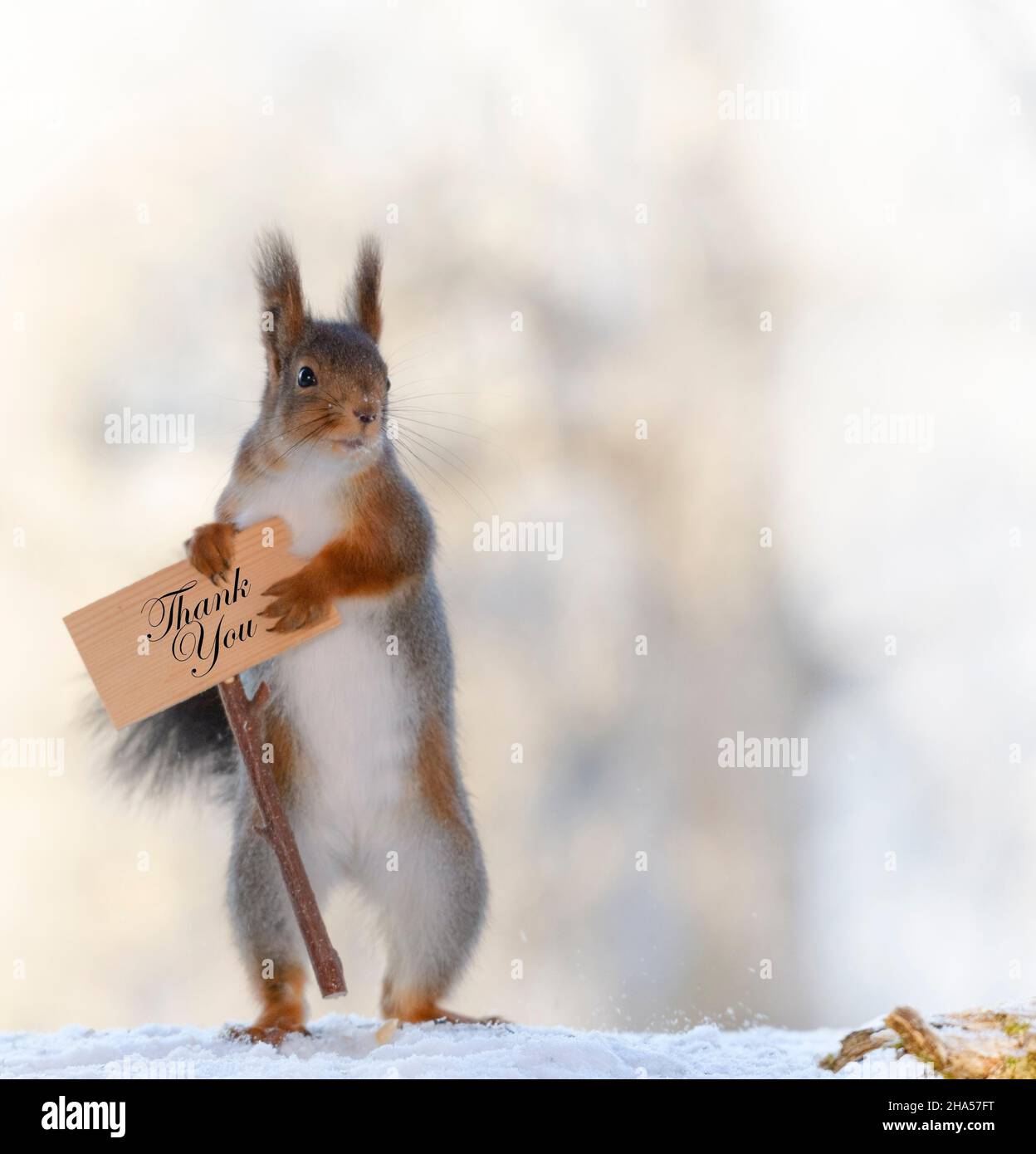 Thank you sign hi-res stock photography and images - Alamy