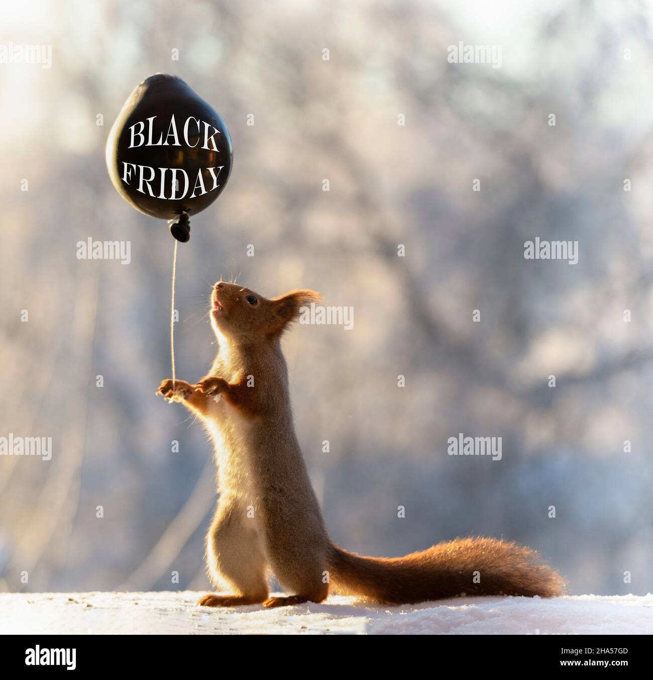 Text Red Squirrel High Resolution Stock Photography and Images - Alamy